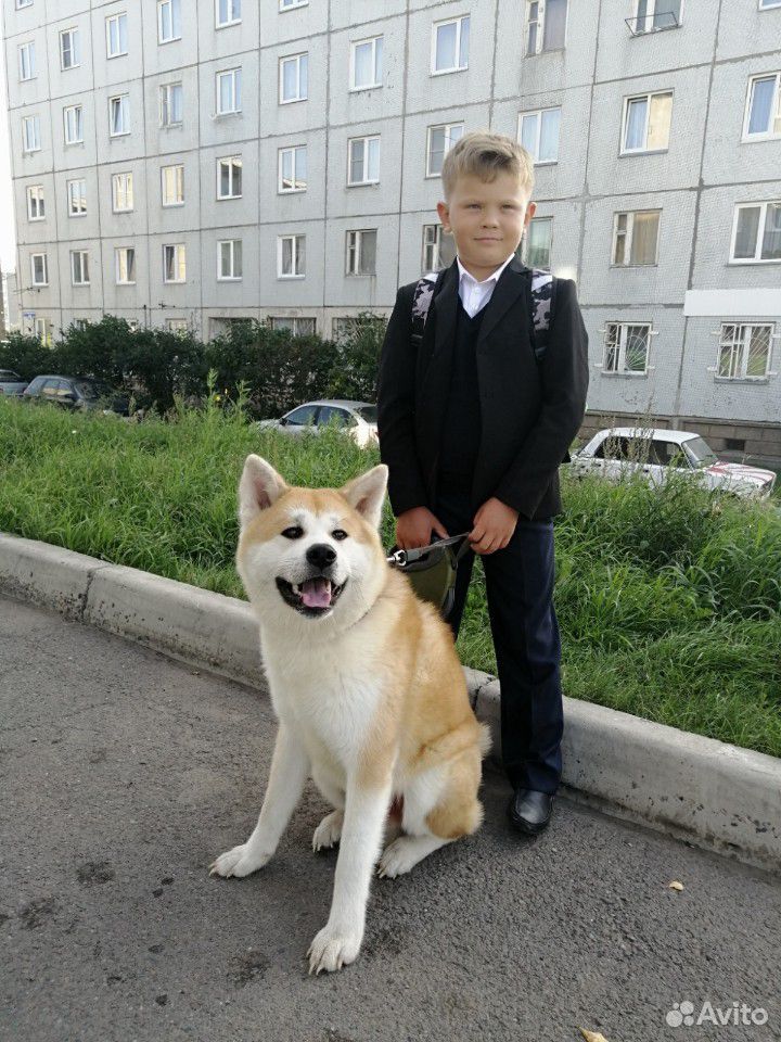 Кобель Акита Ину вязка