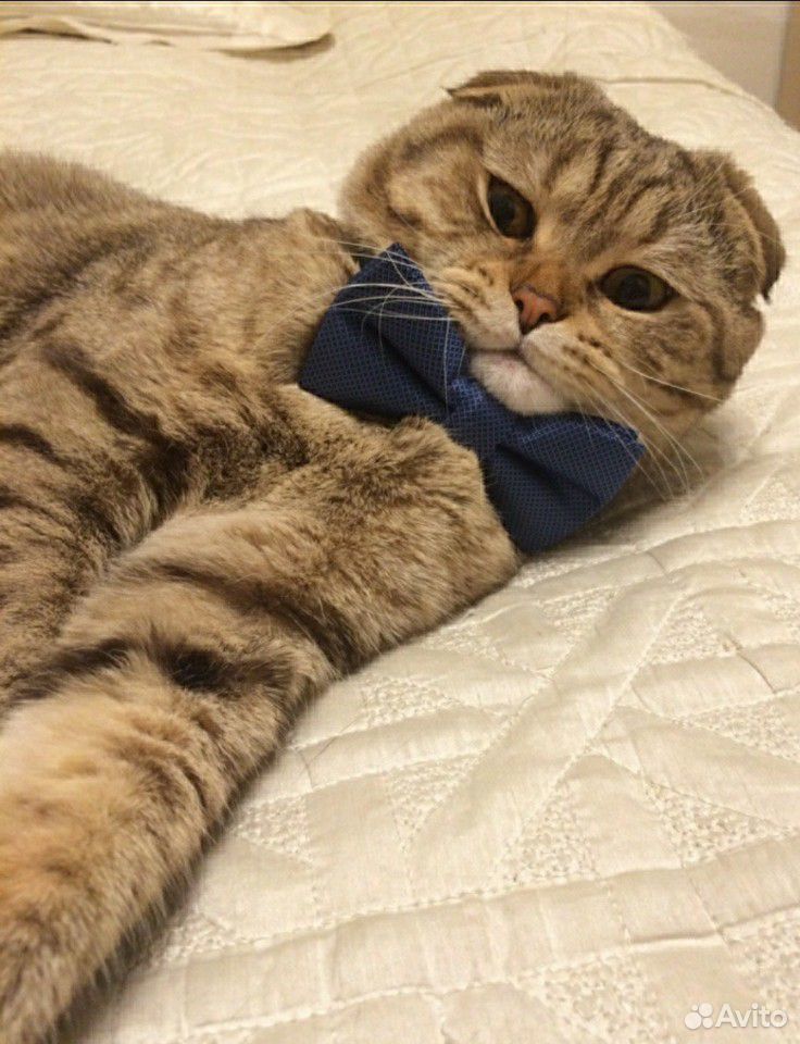 Кот на вязку