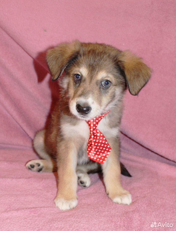 Джон в добрые руки