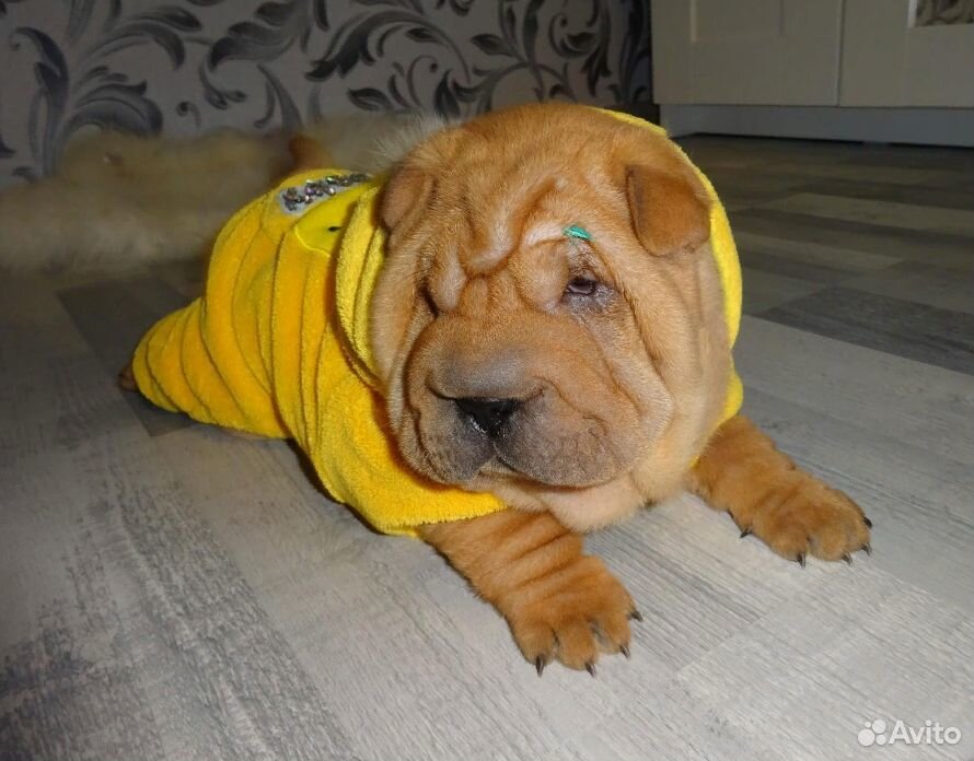 Чистокровные Шарпеи