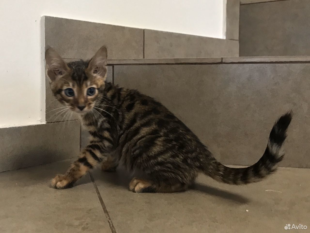 Тойгер девочка Молла