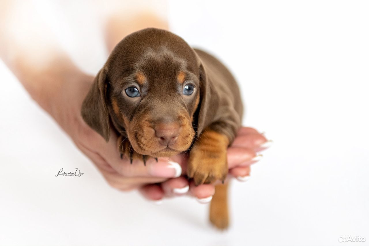 Миниатюрная такса