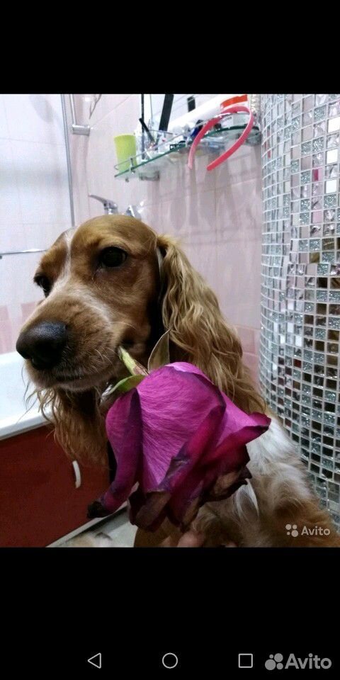 Вязка спаниеля