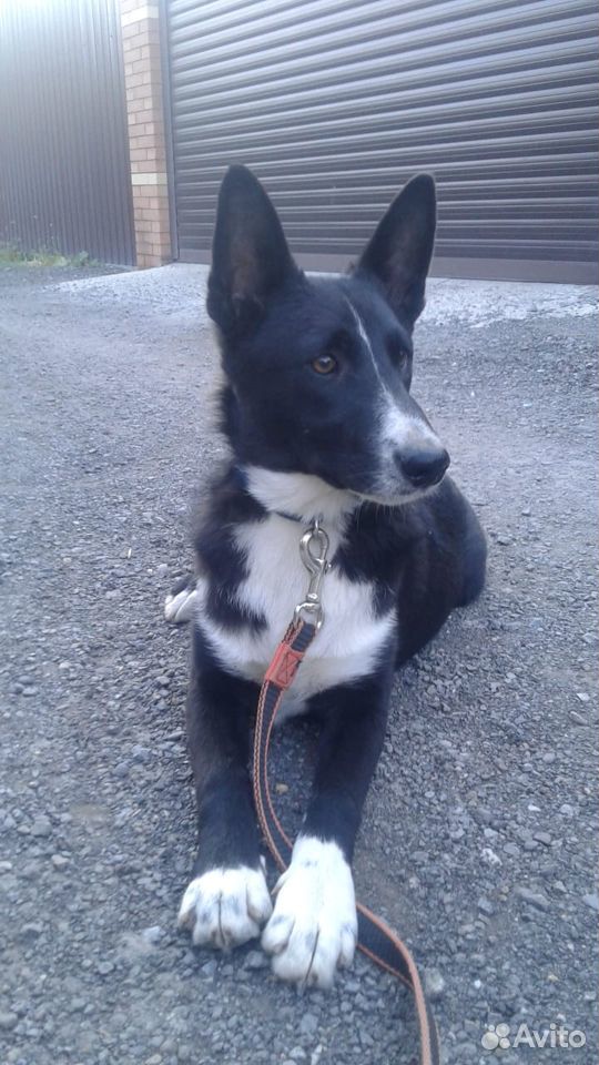 Щенок-подросток в любящие руки