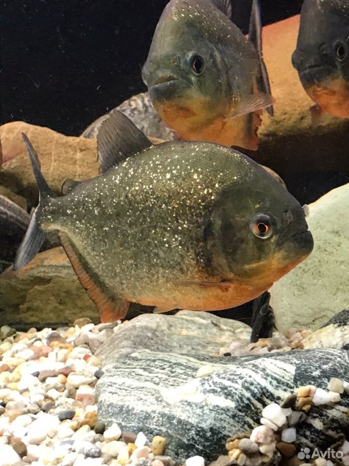 Пираньи амазонские 2 штуки