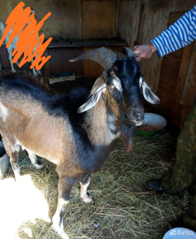 Козёл нубийский