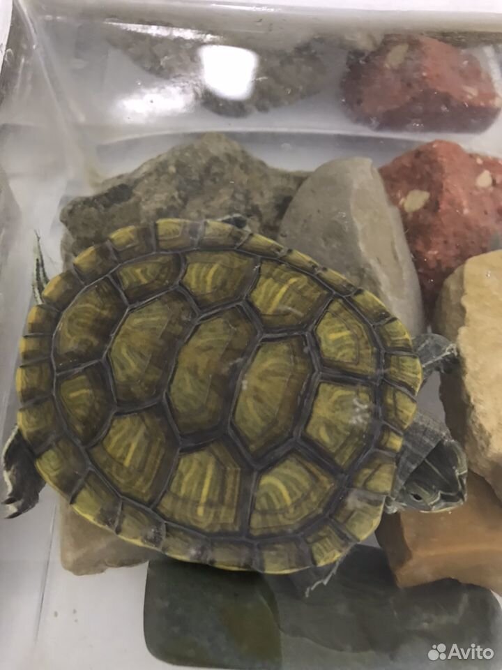 Черепашка красноухая