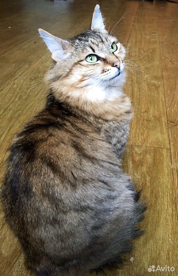 Сибирская кошка в добрые руки