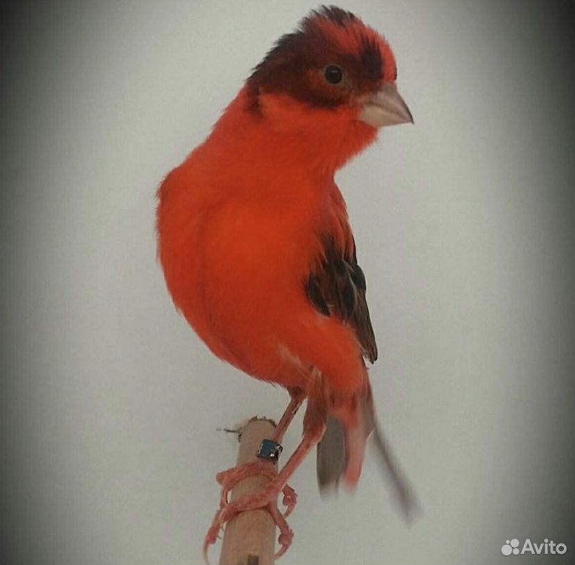 Кенары певуны