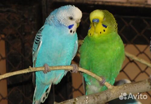 Попугаи и канарейки