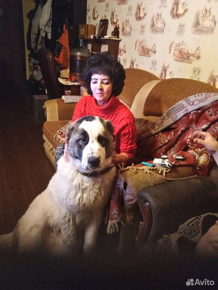 Щенки Алабая