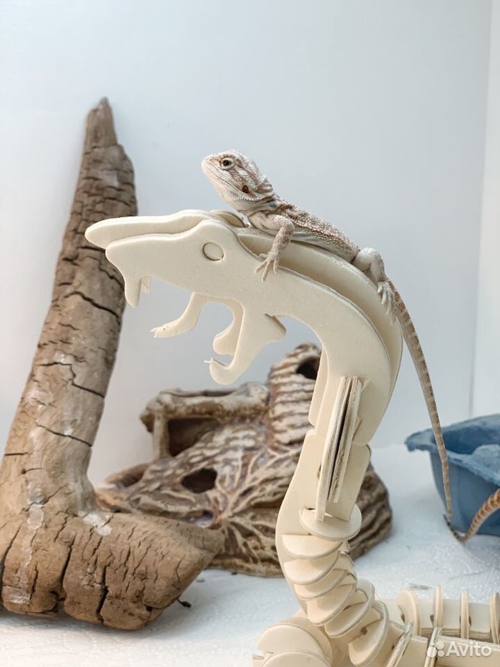 Бородатая агама от AgamaPapa