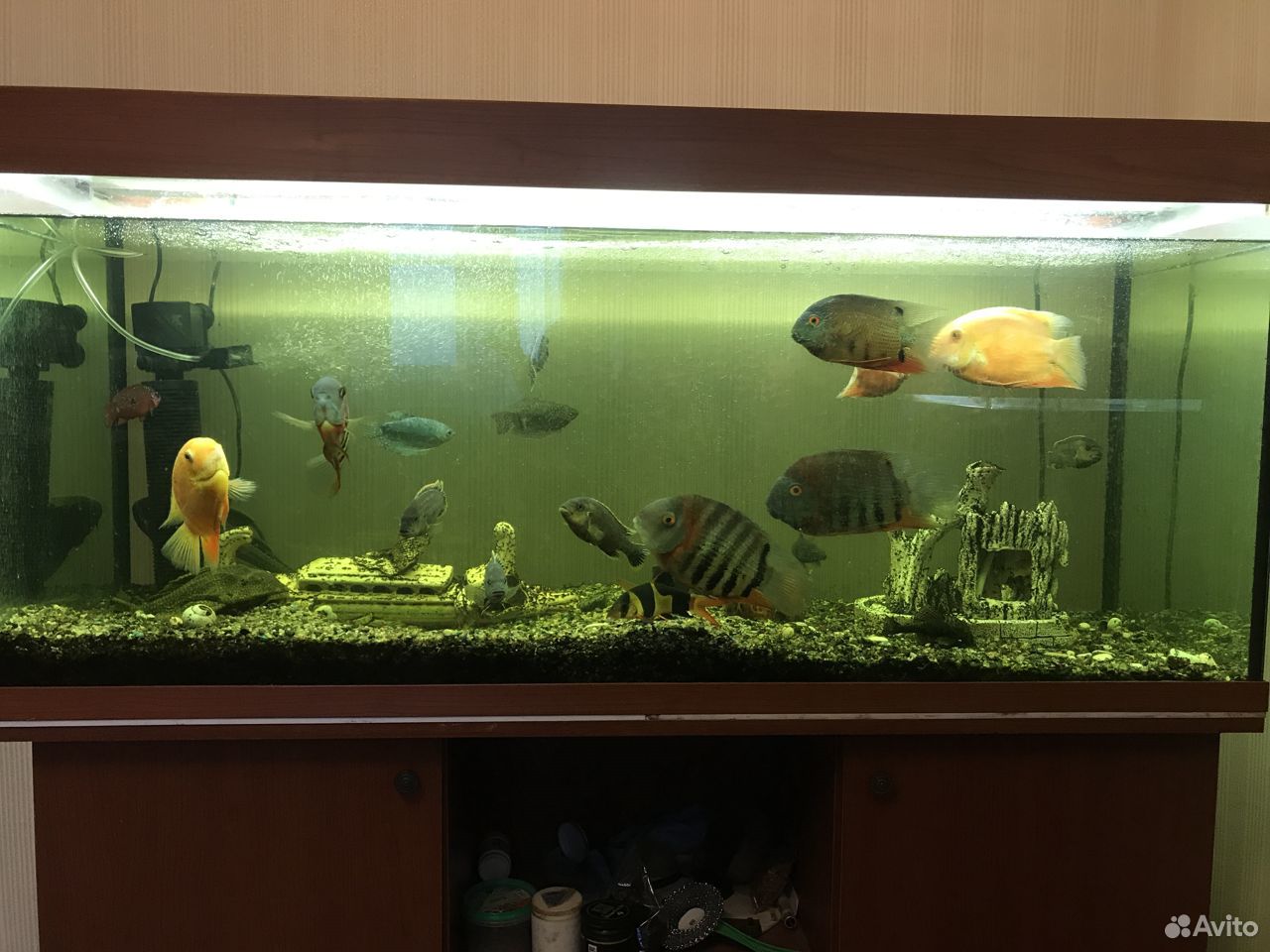 Аквариум 320 л. с тумбой и населением