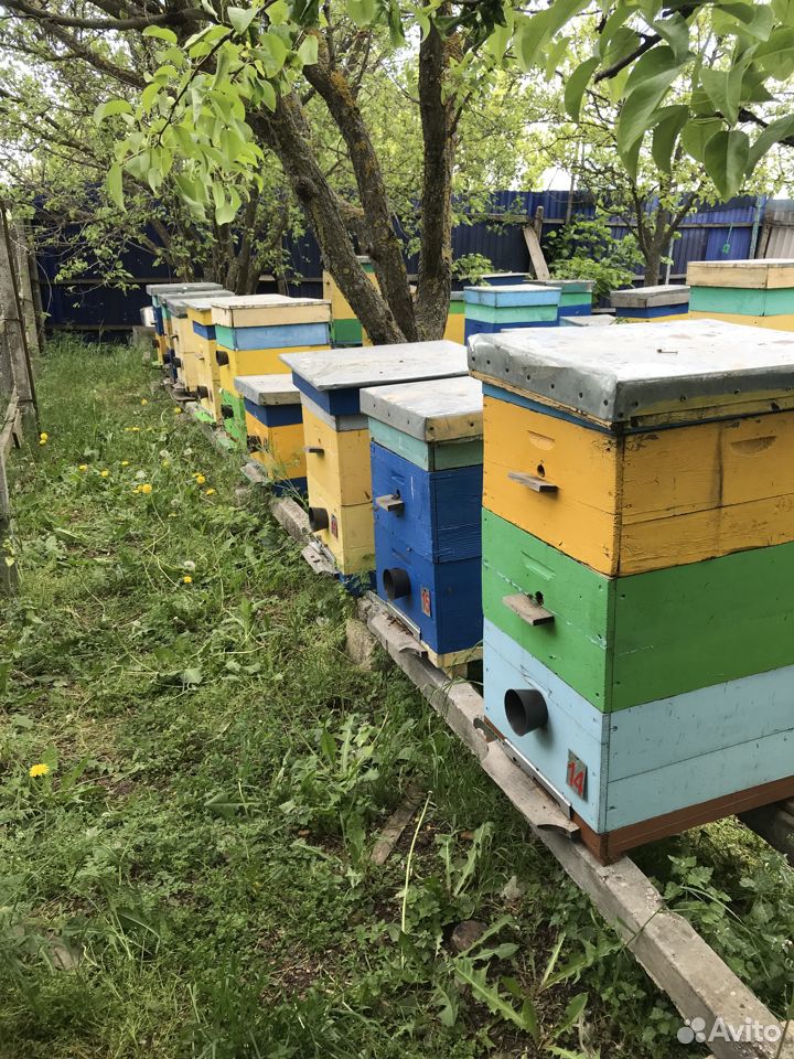 Пчелосемья отводки