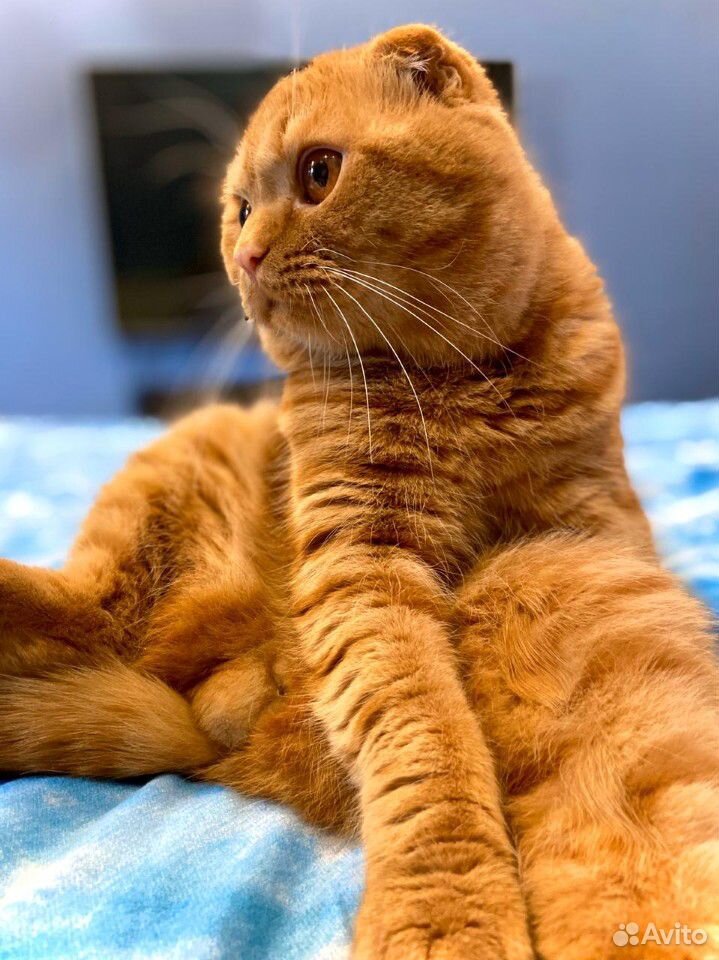 Кот 1,5 года. вислоухий британец