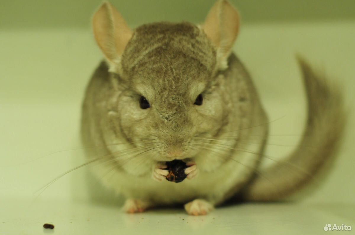 Шиншиллята носители ангоры и голдбара