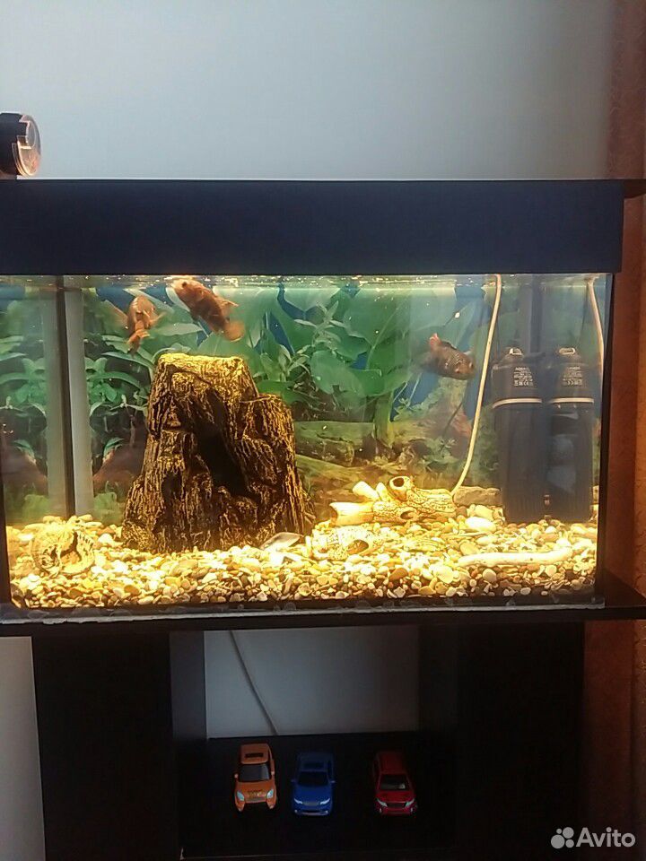 Аквариум с тумбой с наполением и рыбками