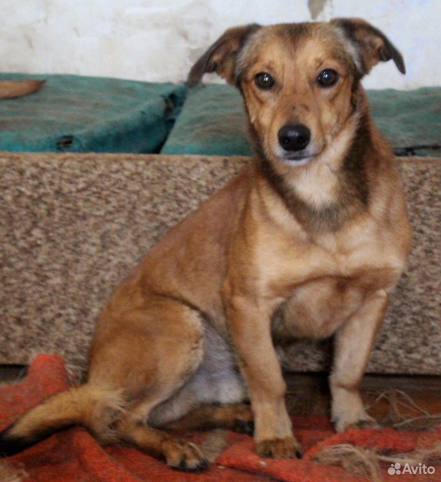 Кобель Рэд в добрые руки