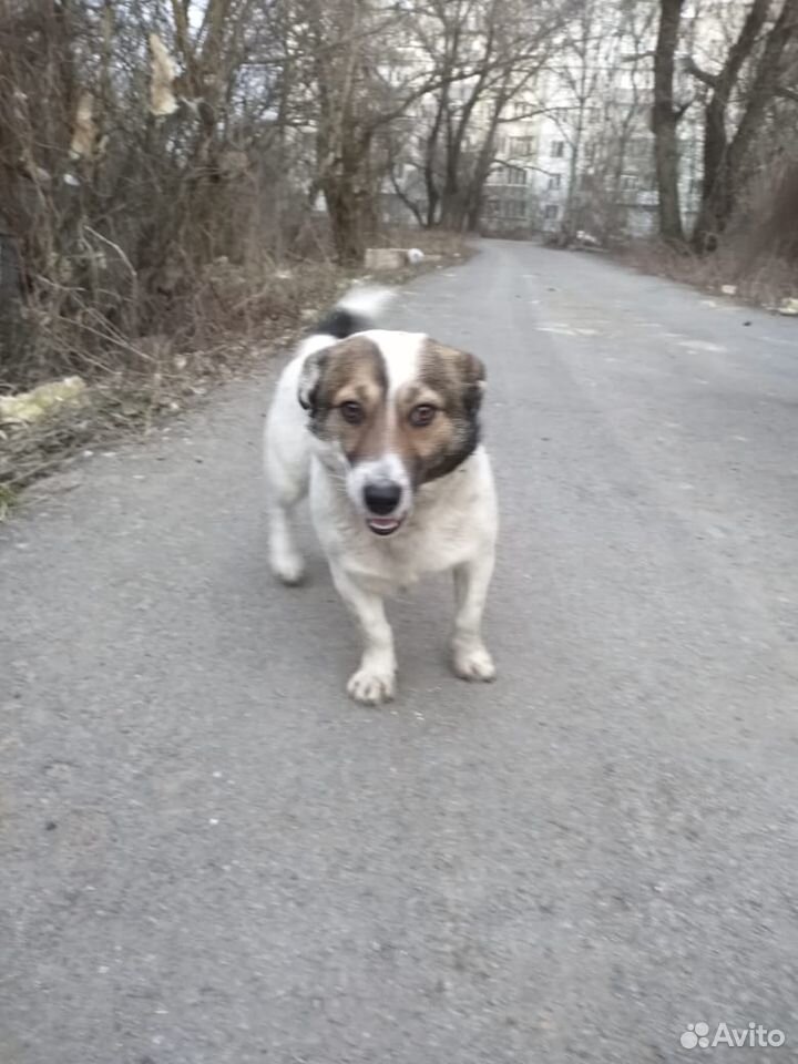 Ищет дом мелкая собачка Ванда