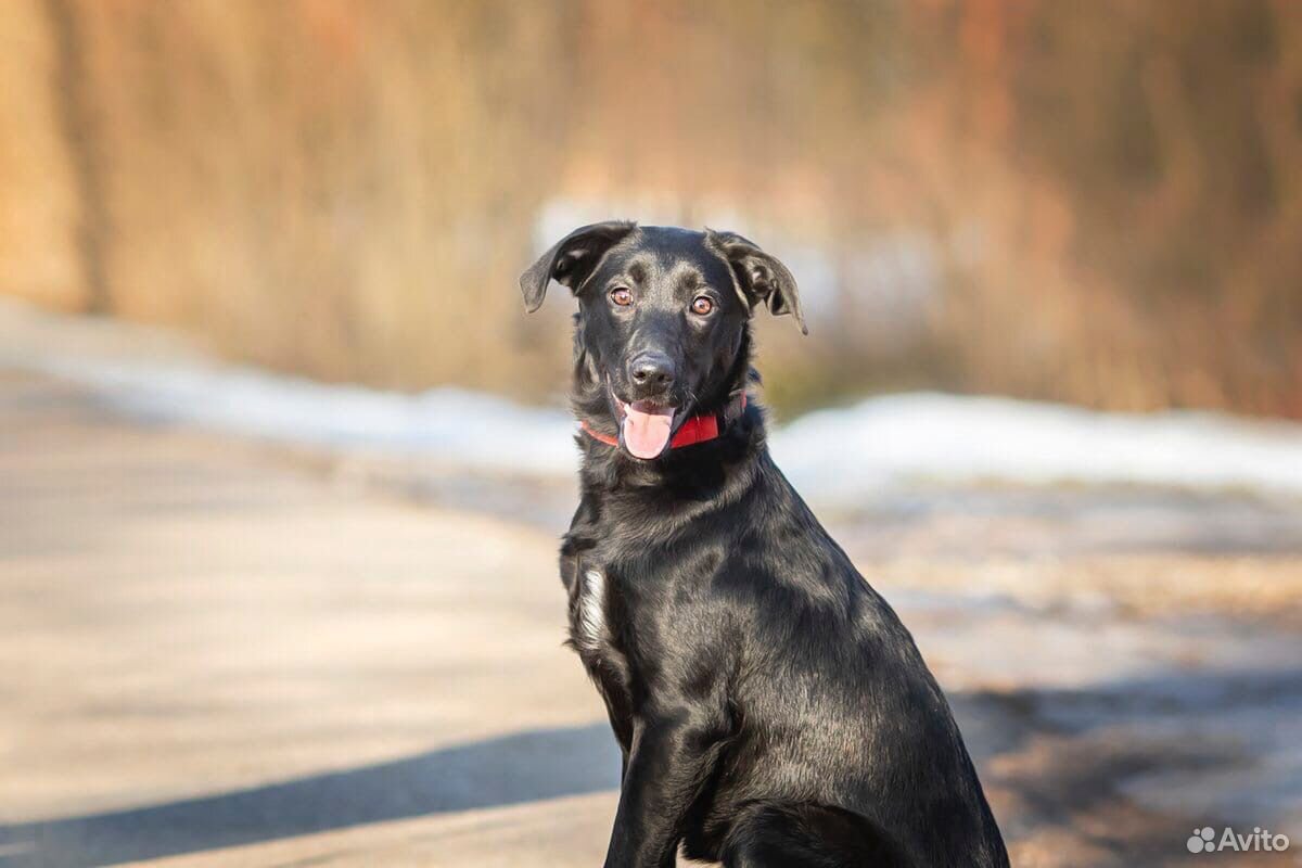 Зара в добрые руки