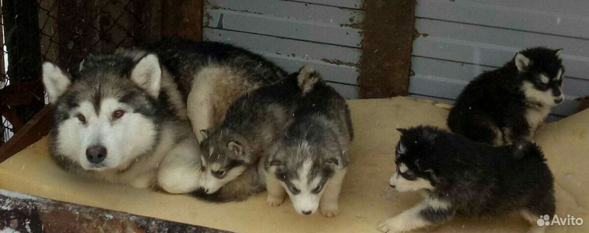 Маламутики