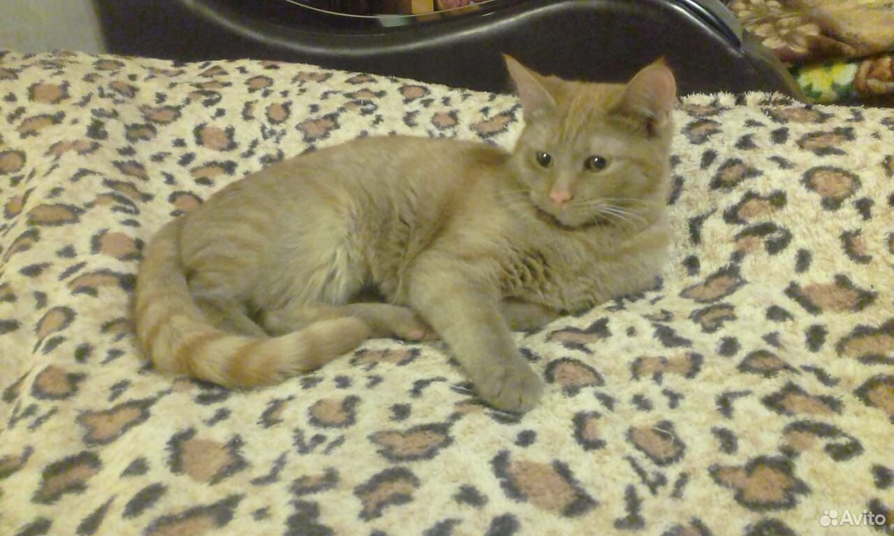 Кошка в добрые руки