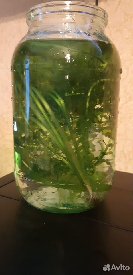 Набор аквариумных растений