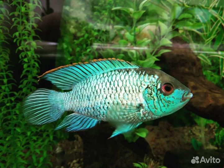 Наннакара неоновая взрослая