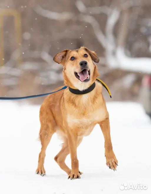 Эльза охрана и компаньон