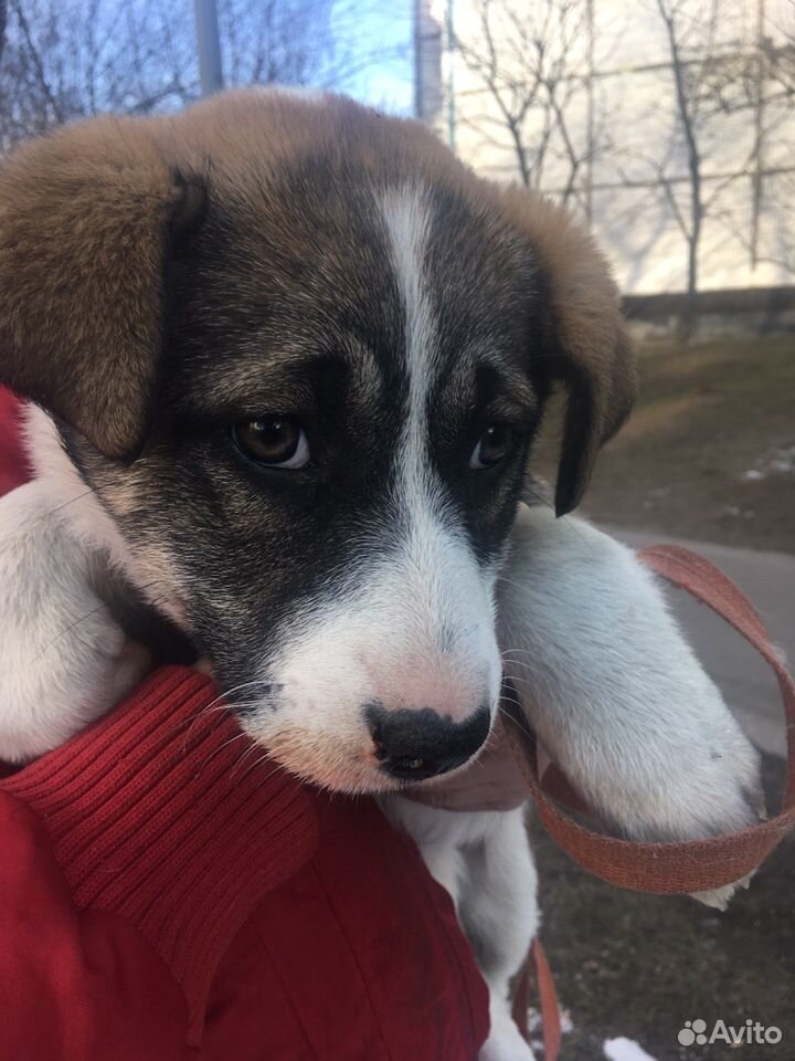 Собака