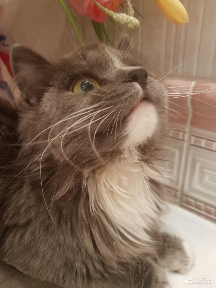 Милый котёнок (девочка)