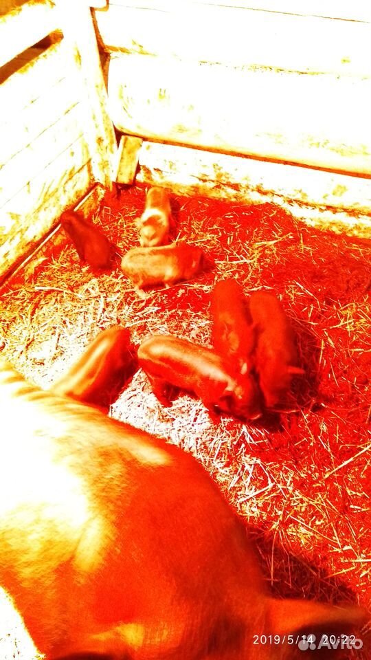 Вьетнамская семья и козы