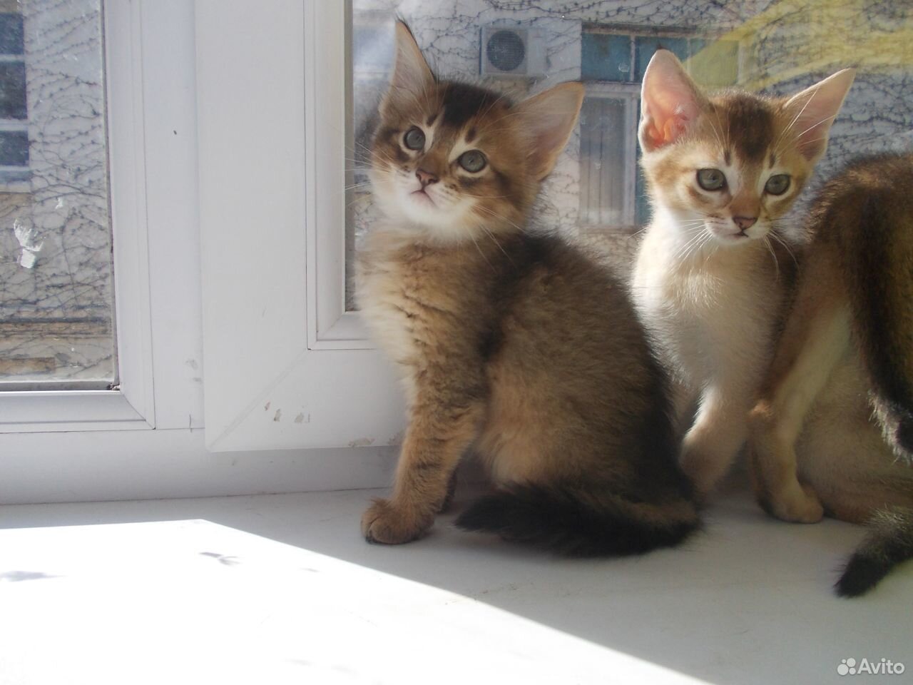 Котята абиссинские