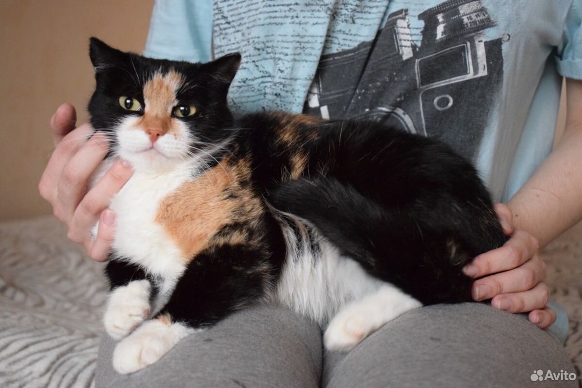 Кошка Ева ищет дом