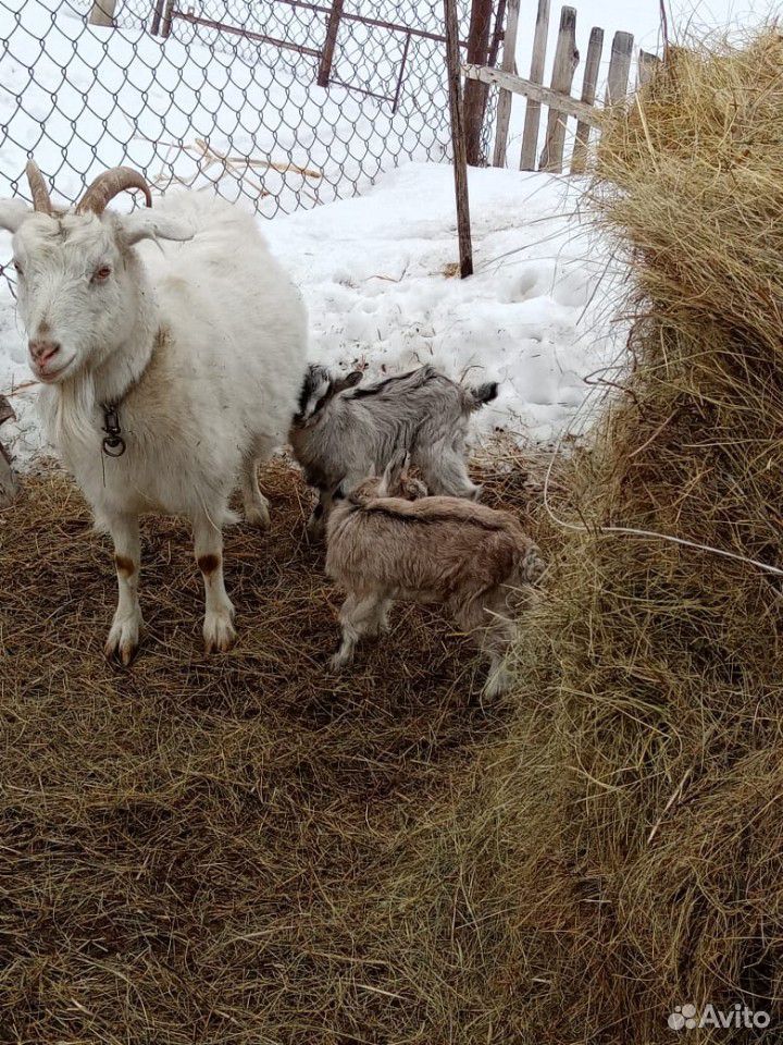 Дойные 2 козы и 3 козлёнка
