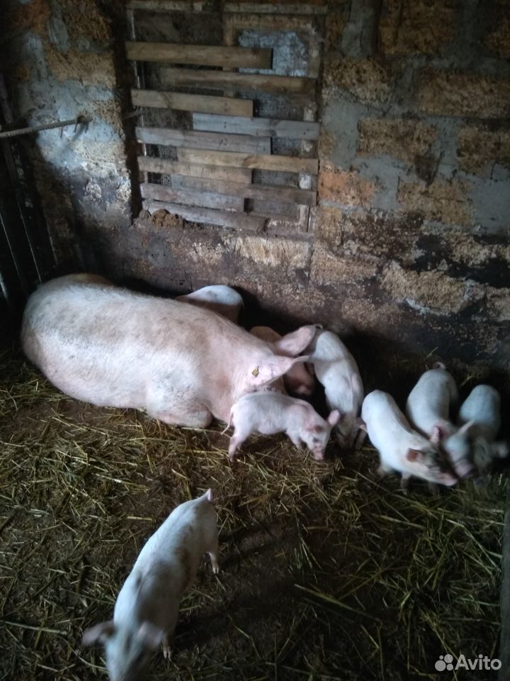 Хорошие поросята