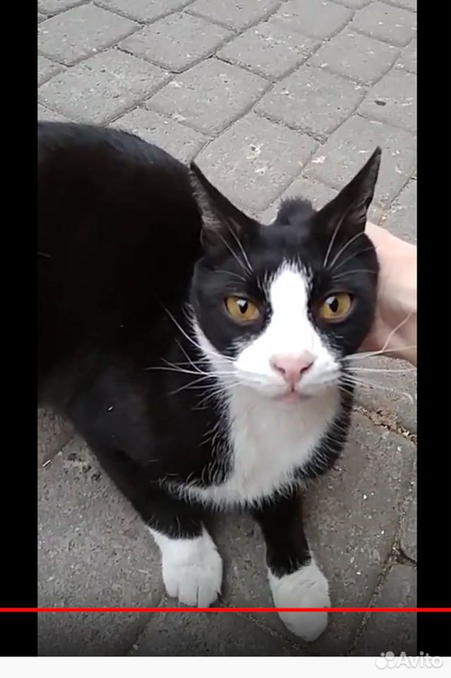 Ласковая кошка Татуся