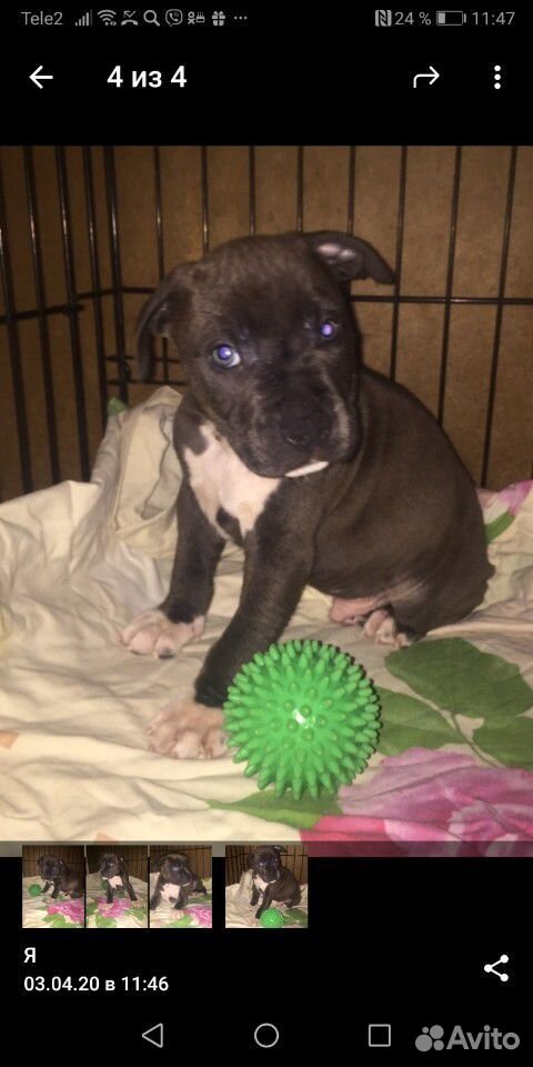 Стаффордширский терьер