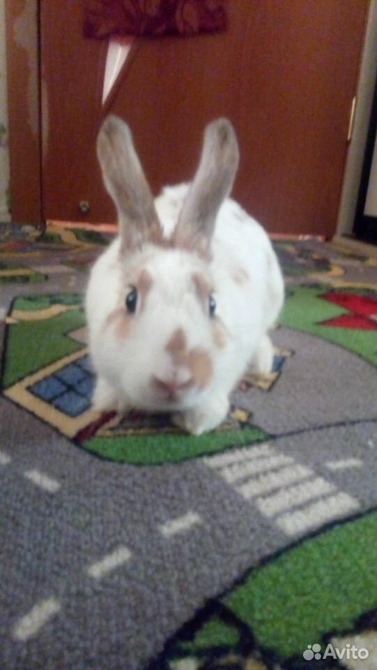 Продам декоративного кролика