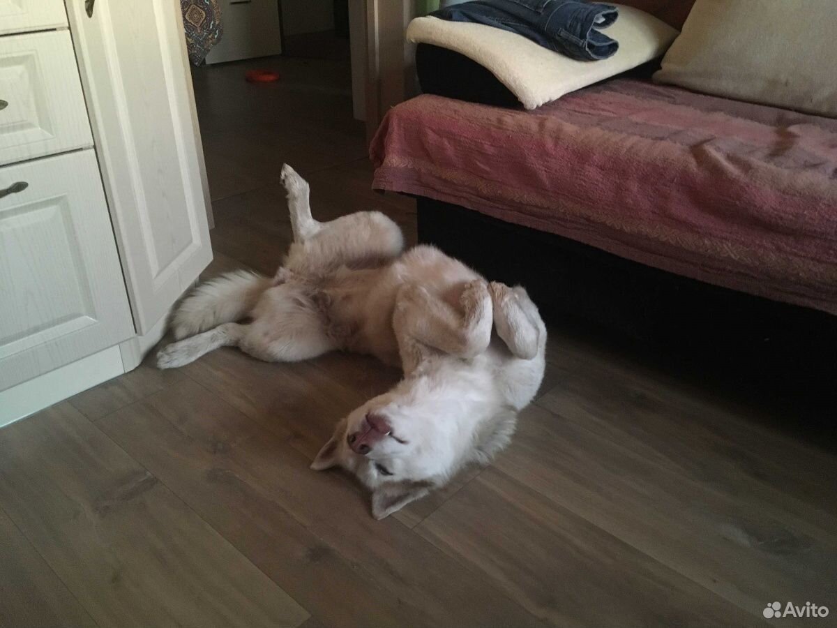 Хаски Альбинос