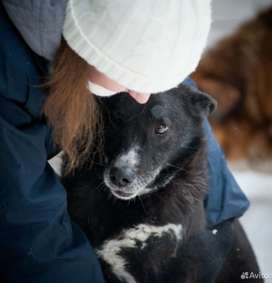 Отдаю Чернушку в добрые руки
