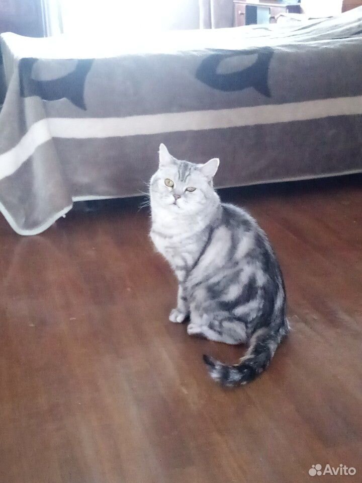 Кот шотландский вислоухоя
