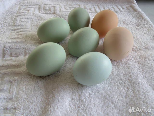 Яйцо инкубационное породы Синь синь дянь