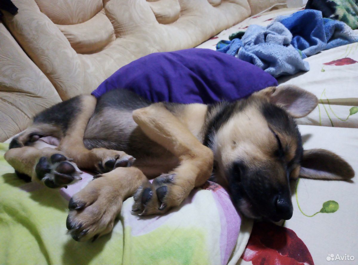 Овчарка метис