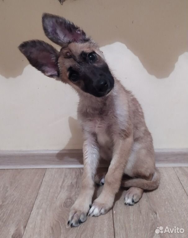 Ушастый щенок ищет дом