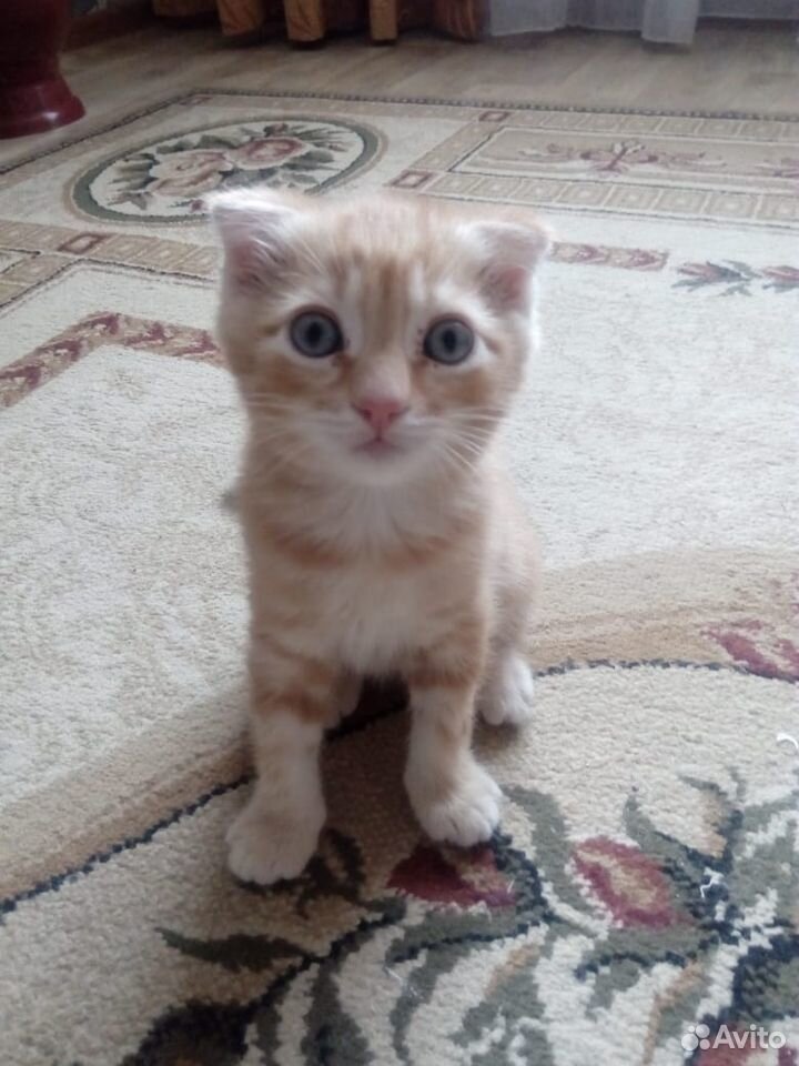 Британский веслоухий котик