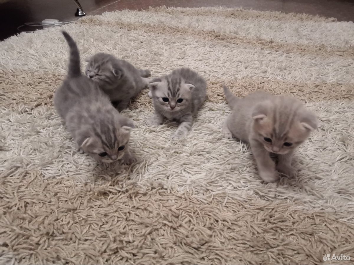 Британцы вислоухие