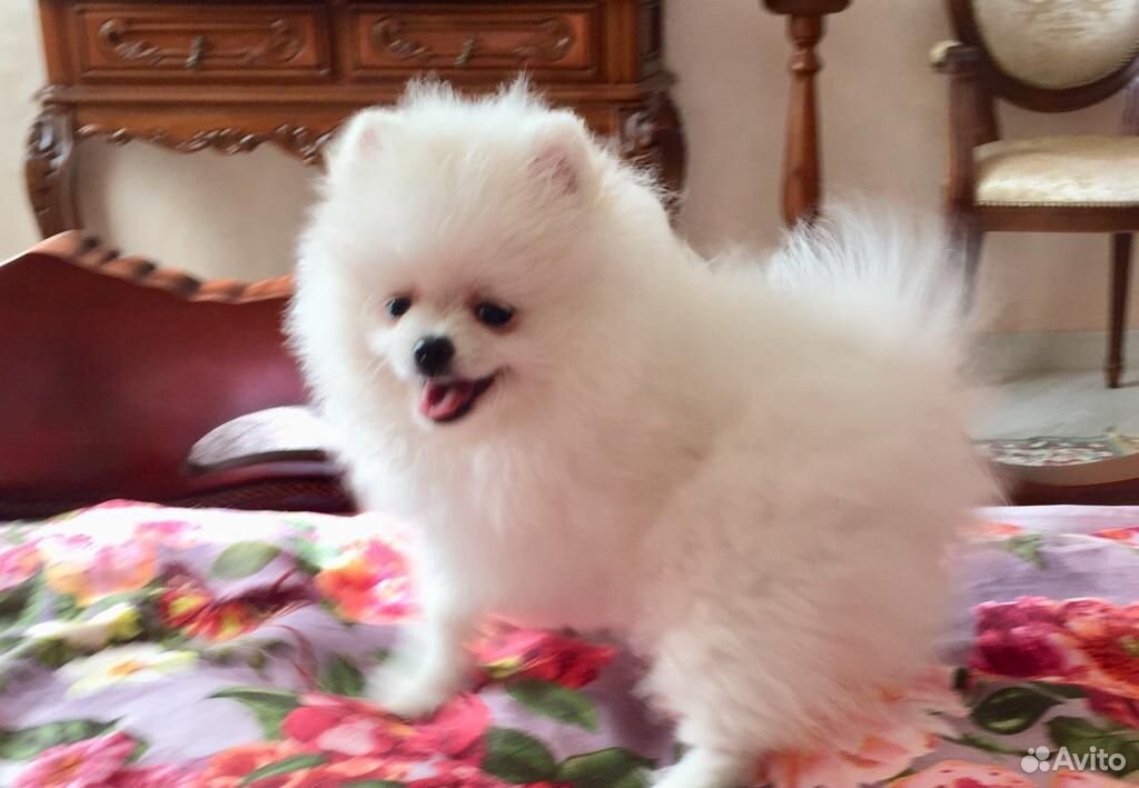 Крошка с ладошку, супер маленькая помераночка