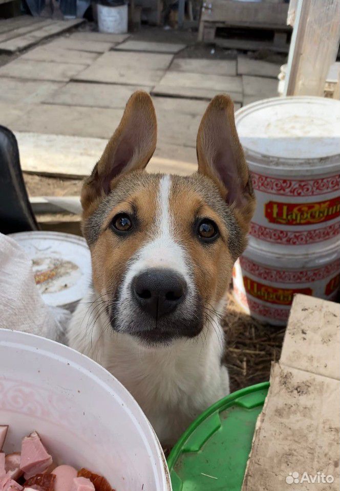 Щенок выкупили у цыган возр 4 мес