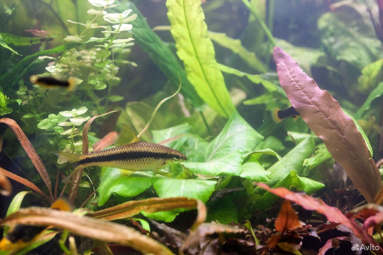 Сиамский водорослеед